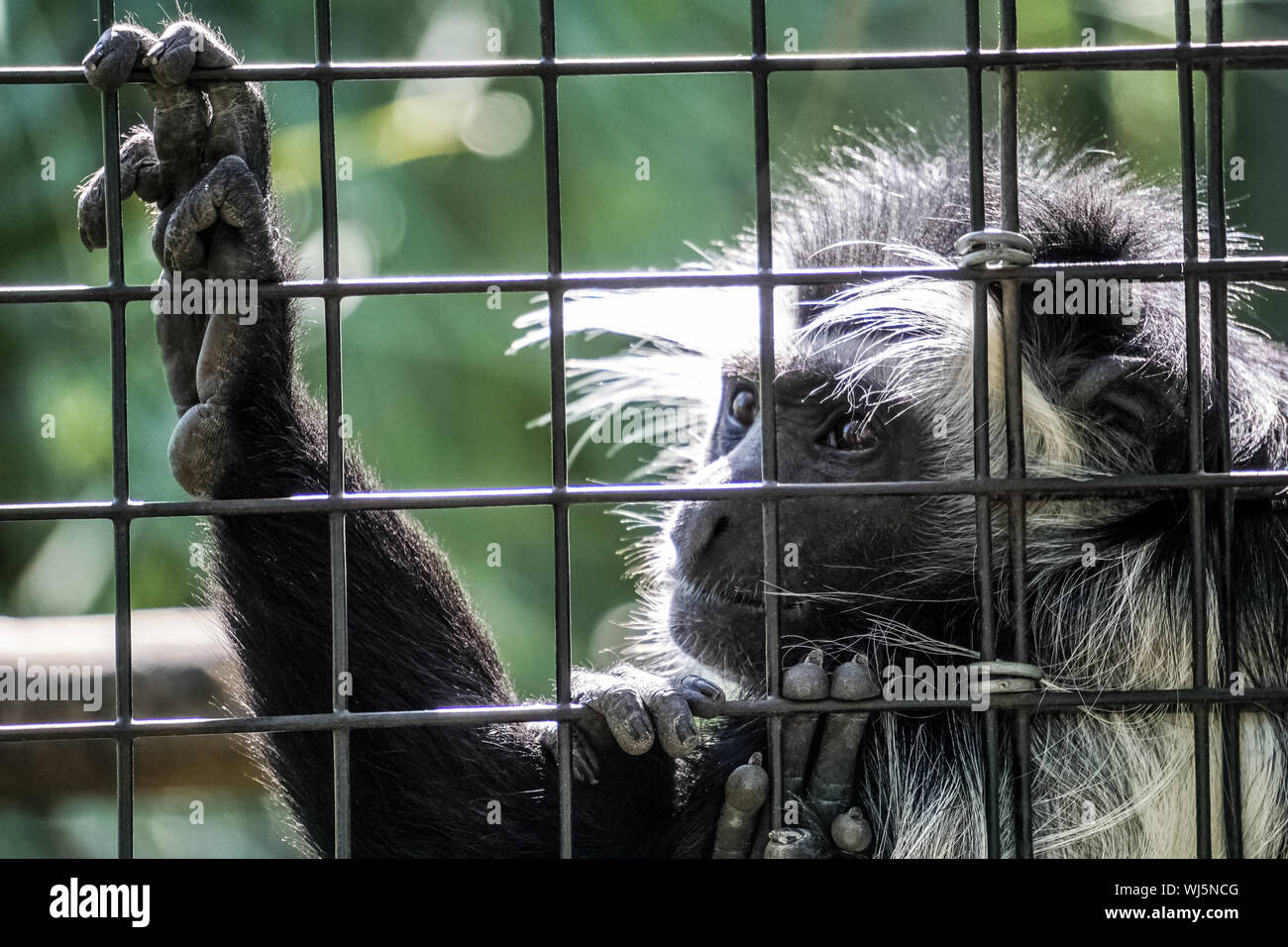 Caged up hi-res stock photography and images - Alamy