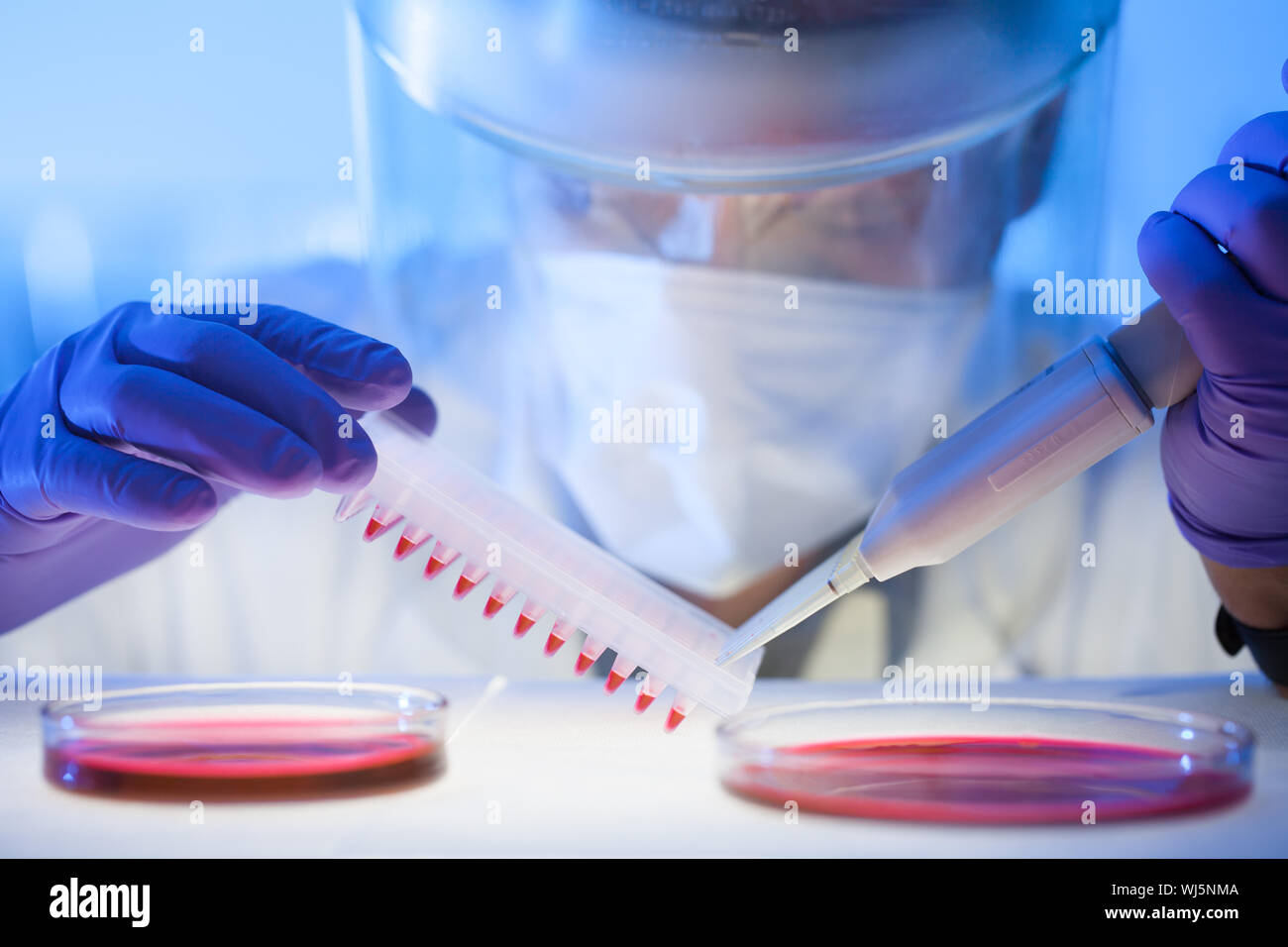 Focused life science professional pipetting human serum media ...