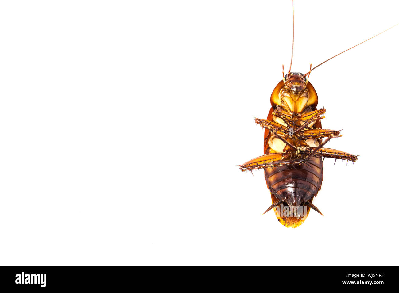 One cockroach hi-res stock photography and images - Alamy