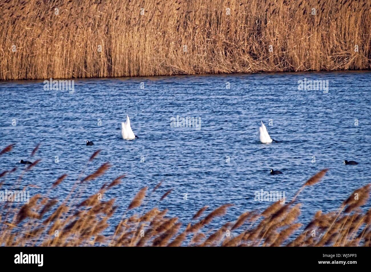 Diving birds hi-res stock photography and images - Alamy