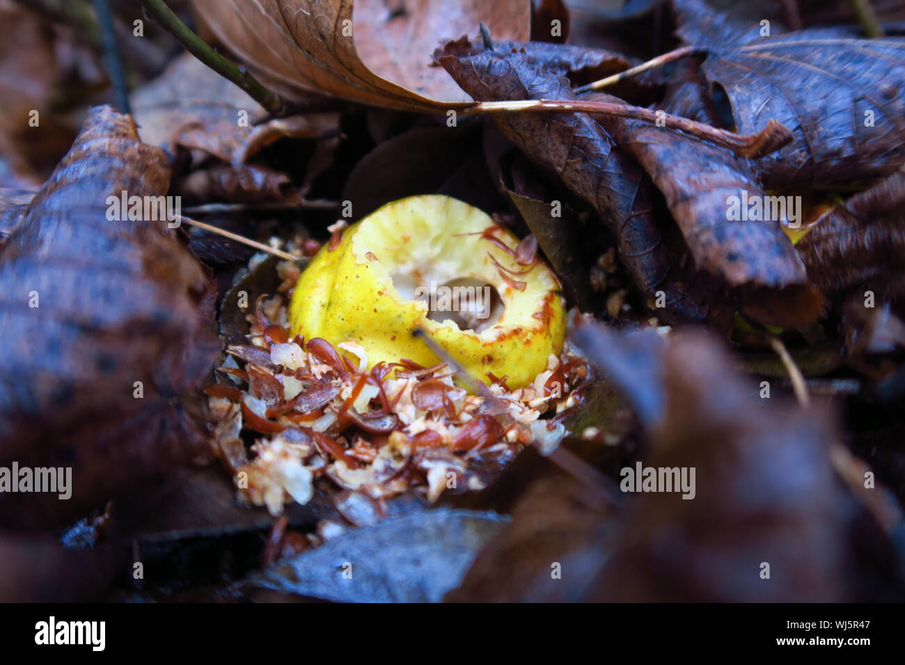 Damaged fruit hi-res stock photography and images - Alamy