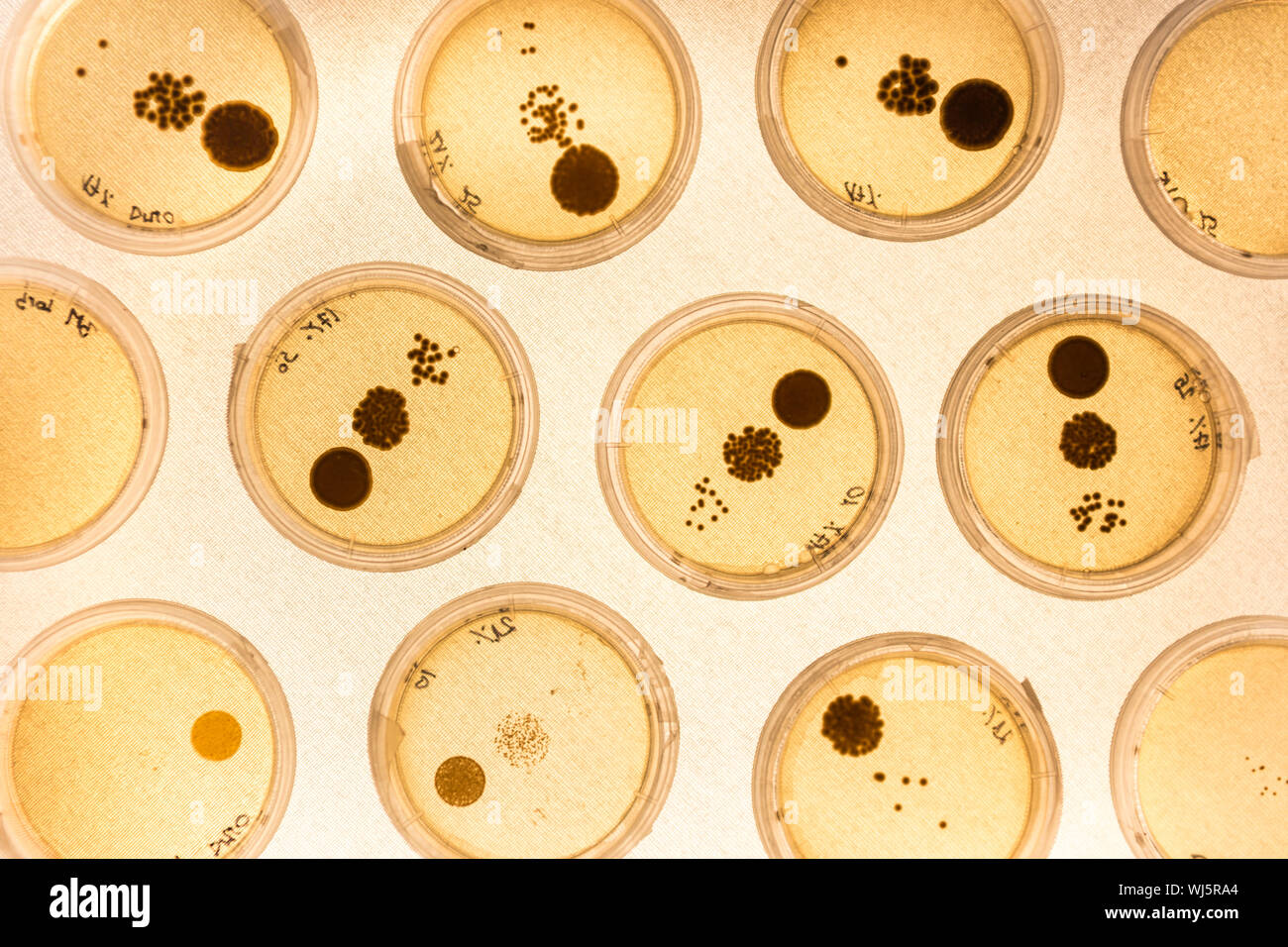 Growing Bacteria in Petri Dishes on agar gel as a part of scientific ...
