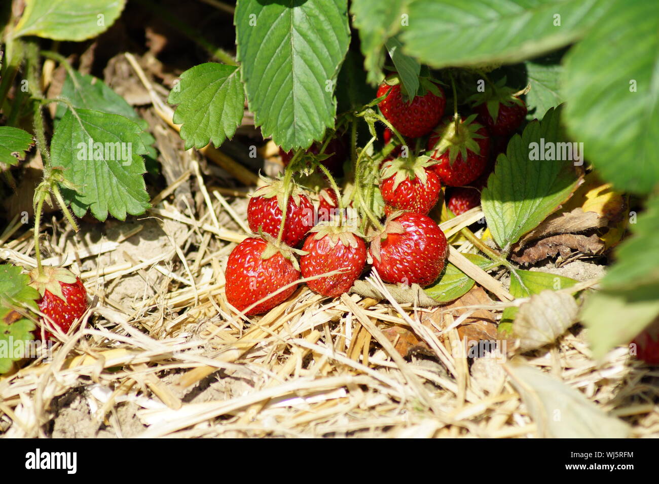 Straw plants hi-res stock photography and images - Alamy