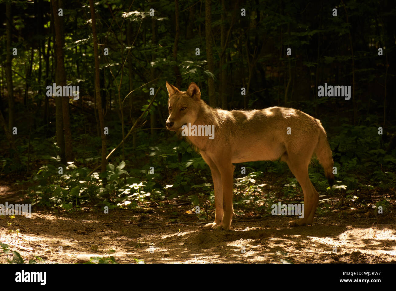 Wolf alert nature hi-res stock photography and images - Alamy