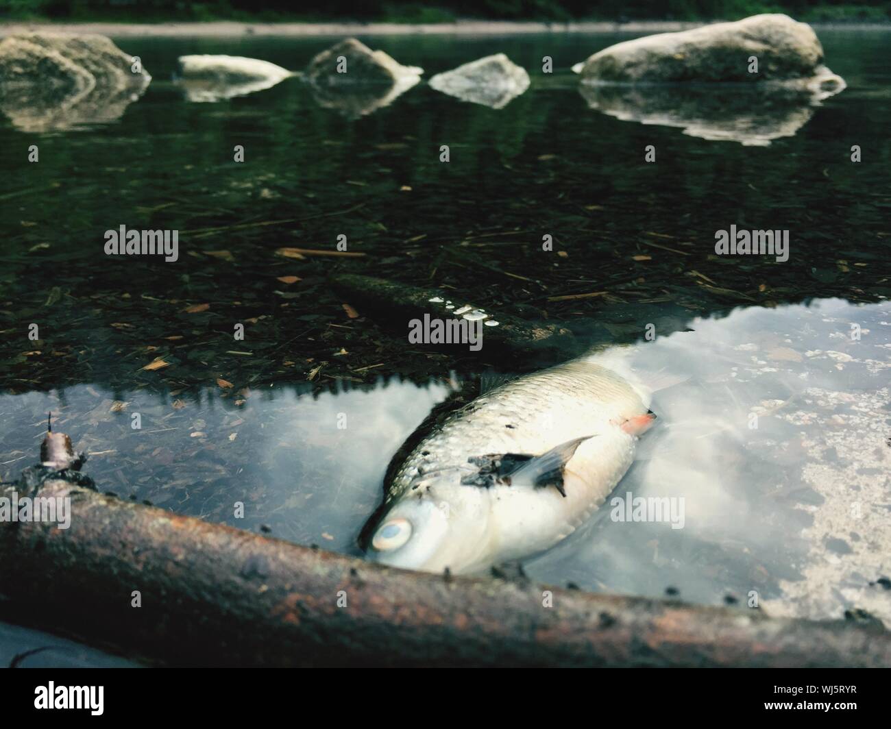 Dead fish in lake hi-res stock photography and images - Alamy