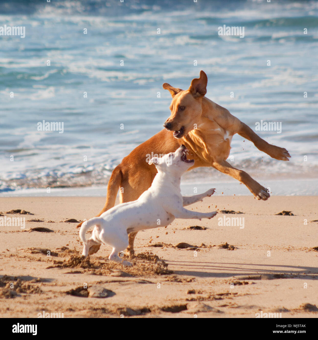 Two dogs playing at the sandy beach Stock Photo - Alamy