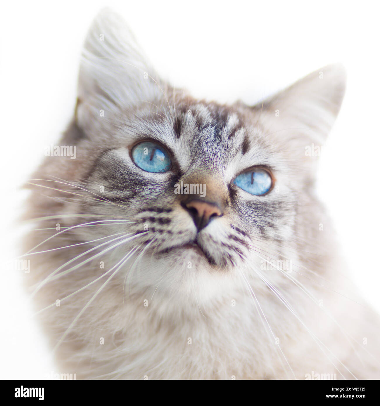 Ice cold domestic cat's look Stock Photo - Alamy
