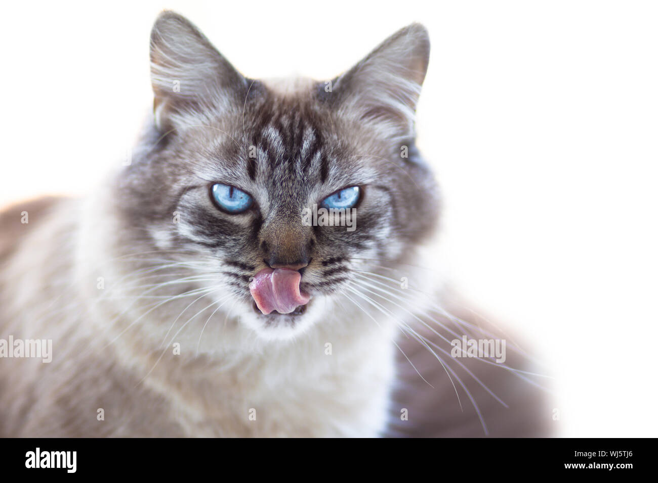 Ice cold domestic cat's look Stock Photo - Alamy