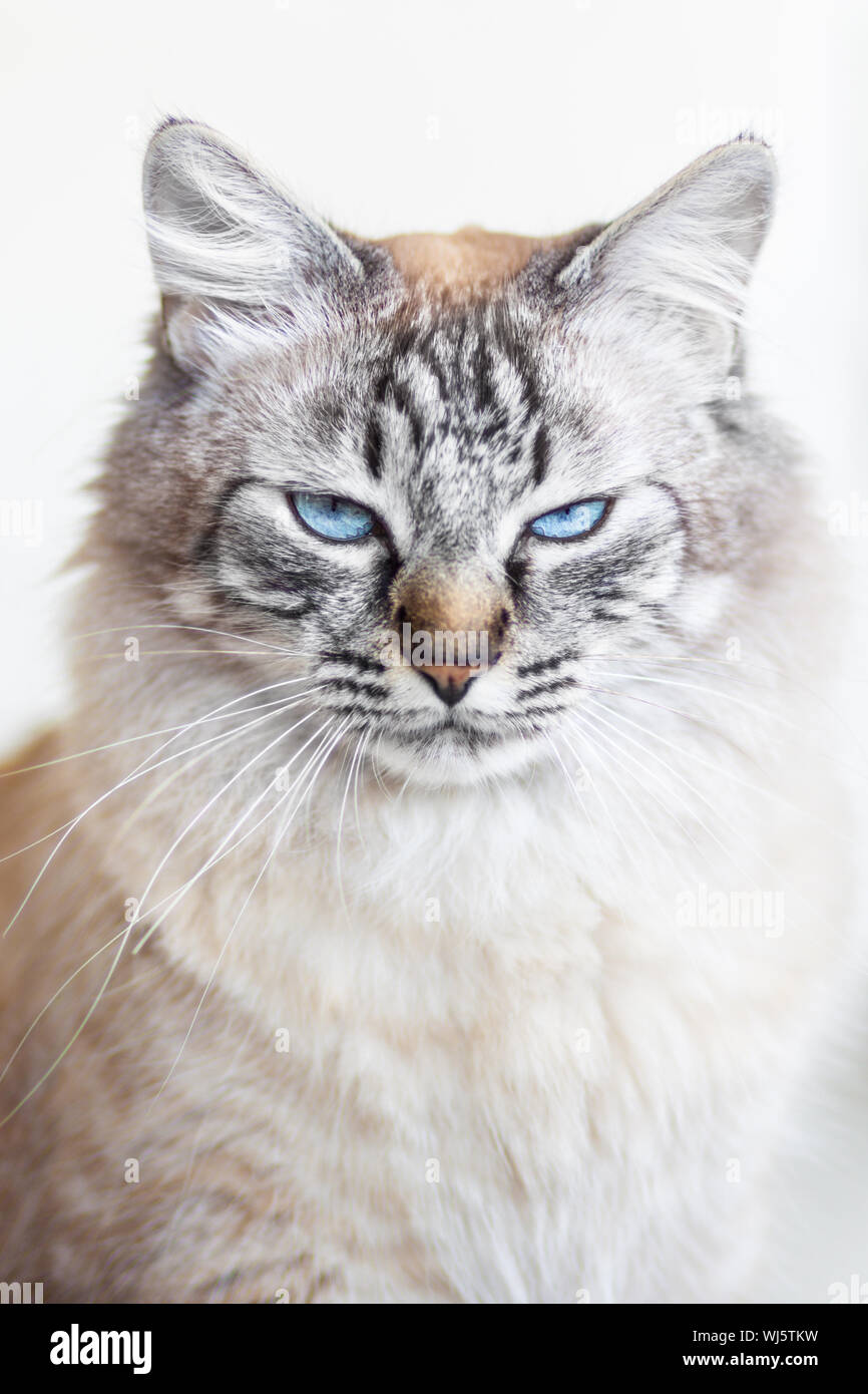 Ice cold domestic cat's look Stock Photo - Alamy