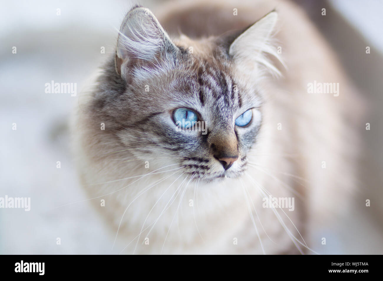 Gray Cat With Ice Blue Eyes