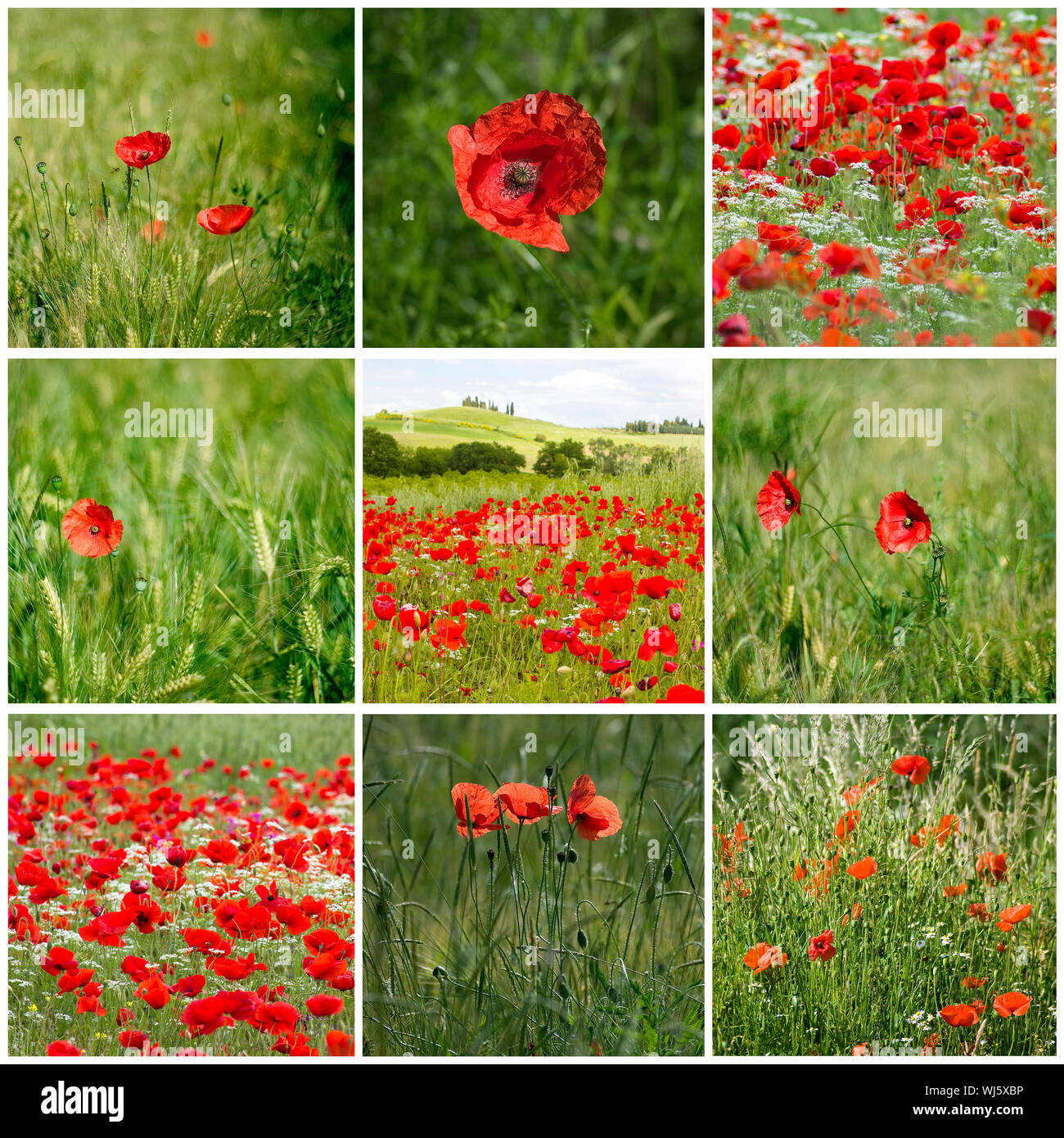 red poppies in Tuscany - collage Stock Photo - Alamy