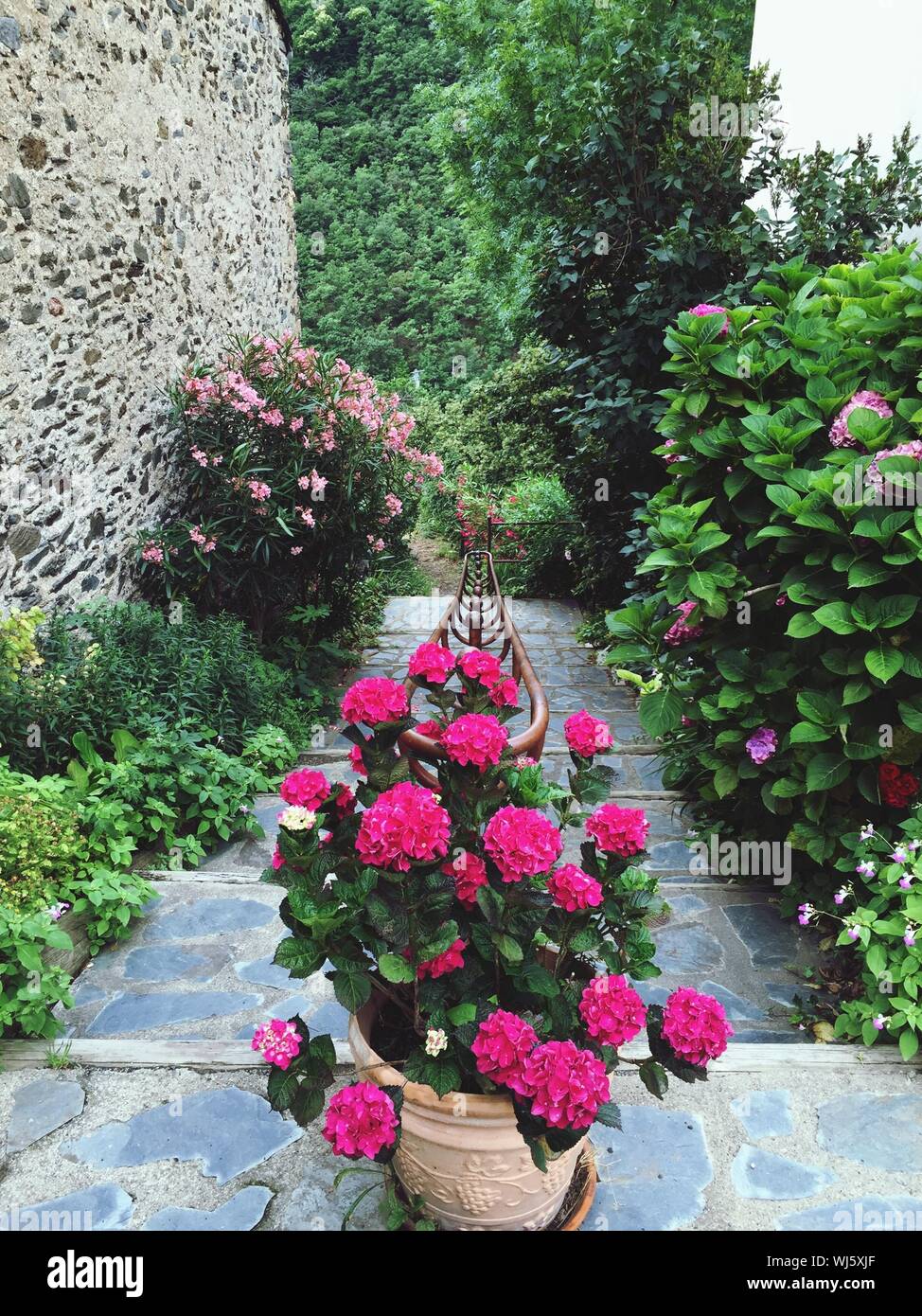 Pink Pathway High Resolution Stock Photography and Images - Alamy