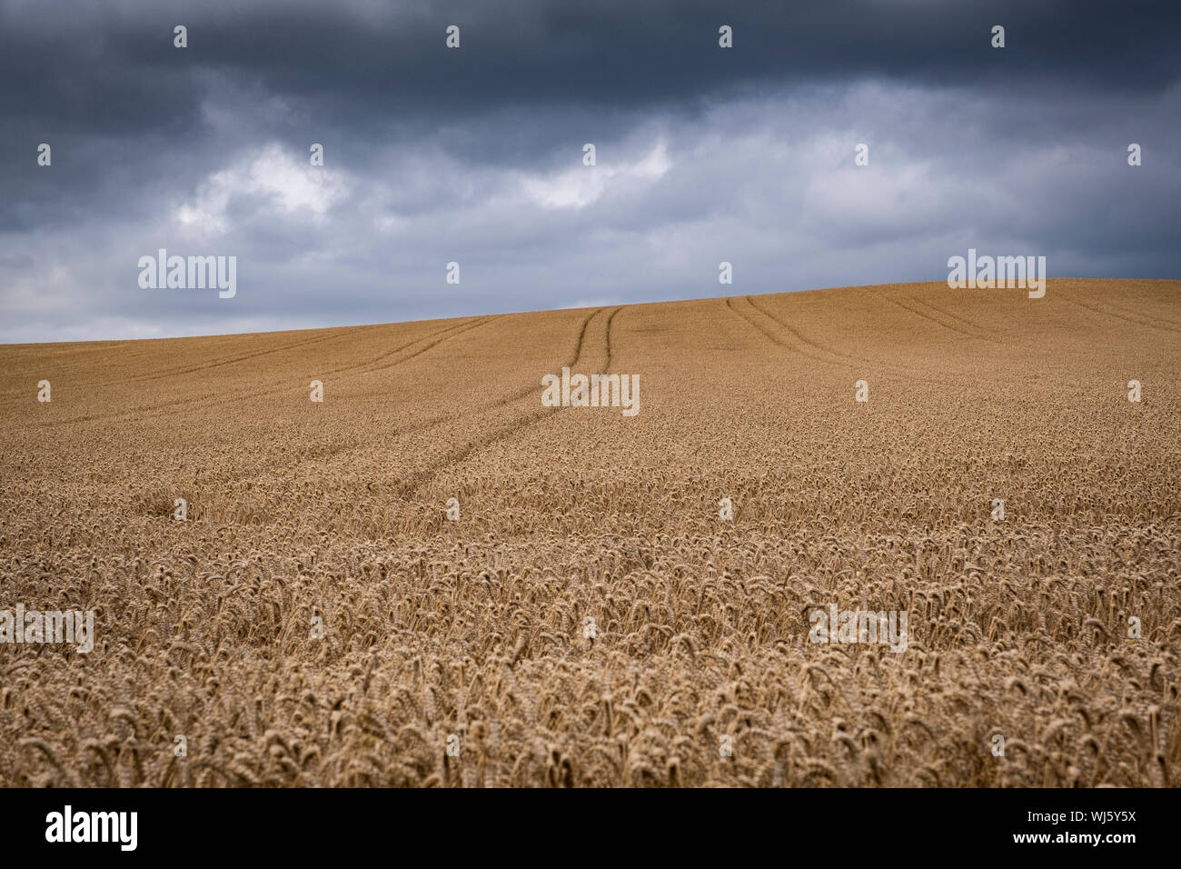 Cornfield on Cleveland Way, near to Port Mulgrave and Staithes, North ...
