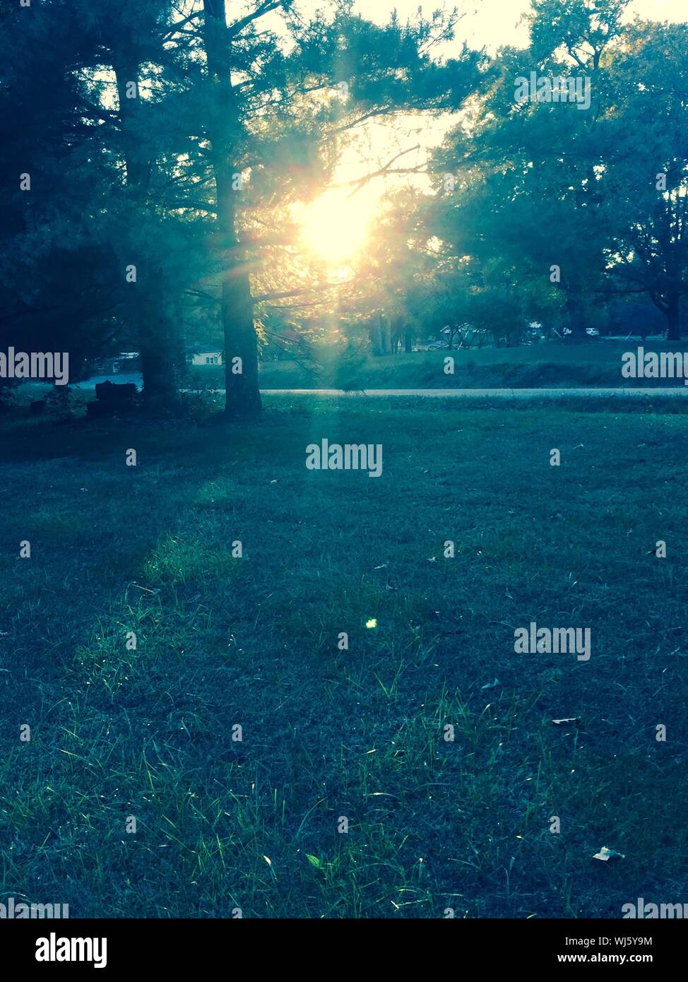 Trees Growing In A Garden Stock Photo - Alamy