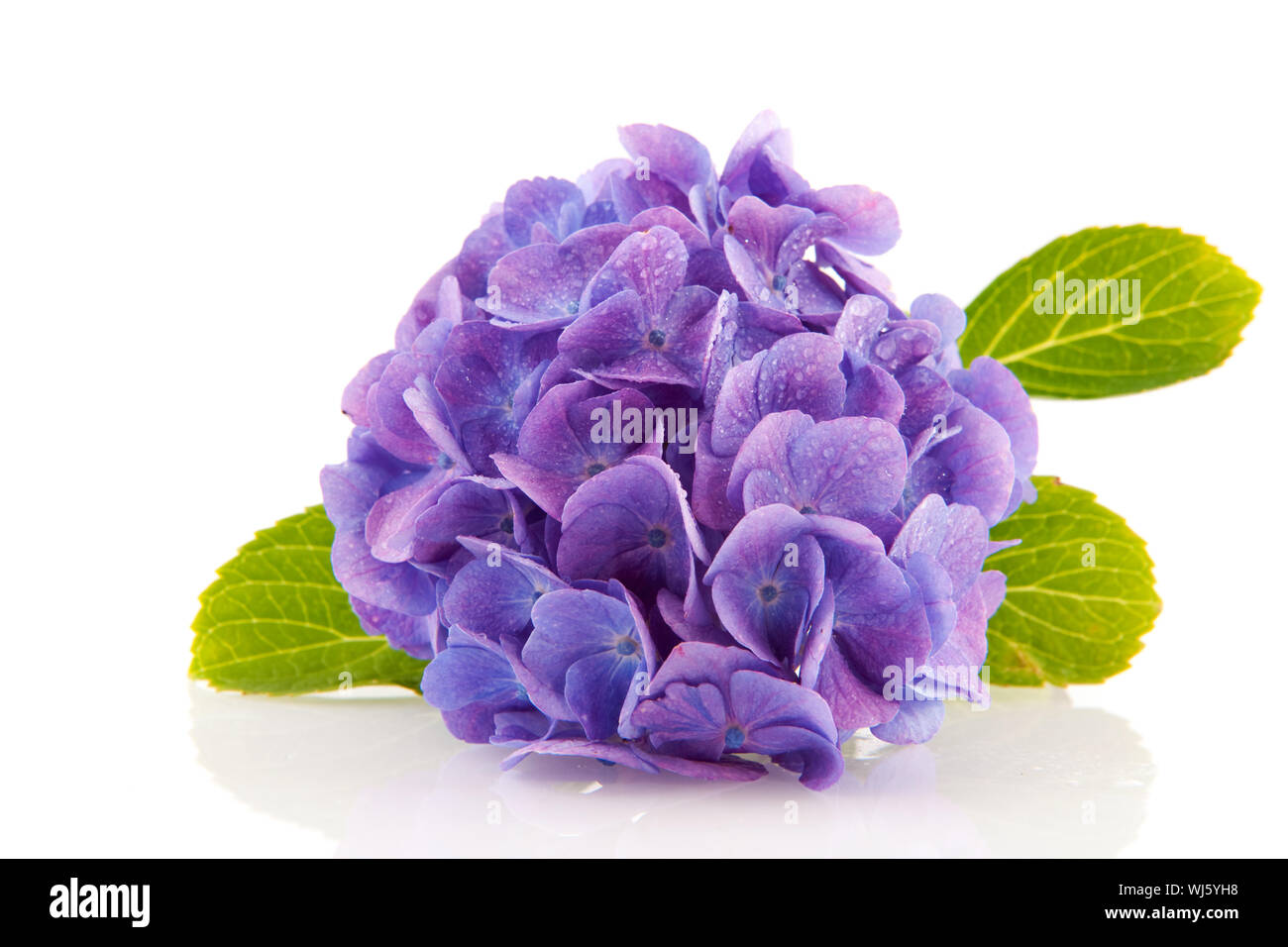 blue Hydrangea from the garden isolated over white Stock Photo - Alamy
