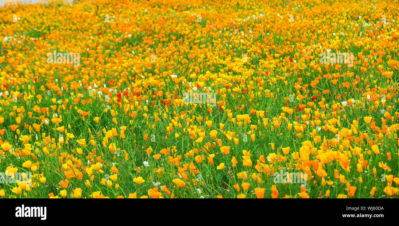 Colorful flower field in popular spot for sightseeing of Biei Town ...