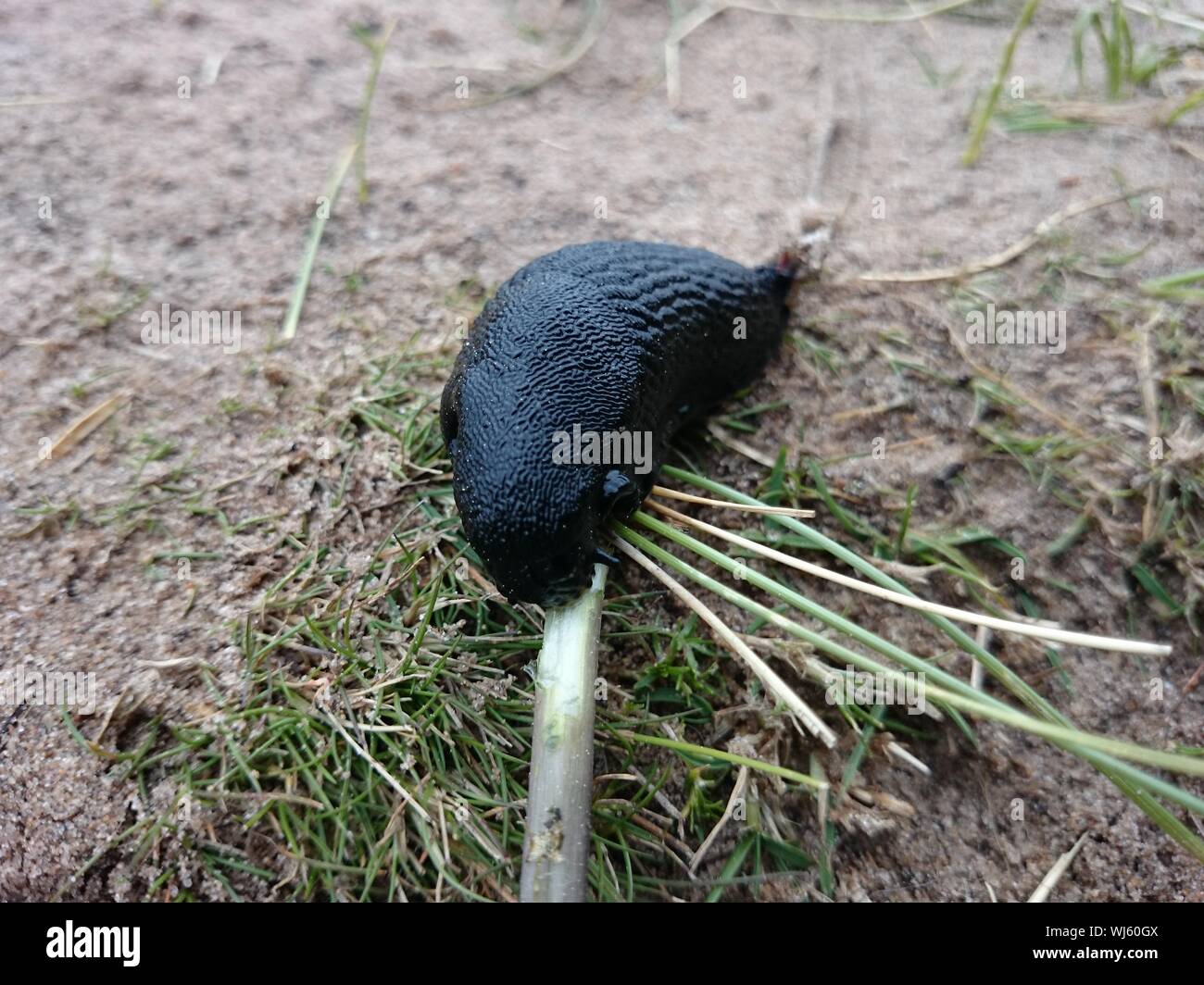 Land slug hi-res stock photography and images - Alamy