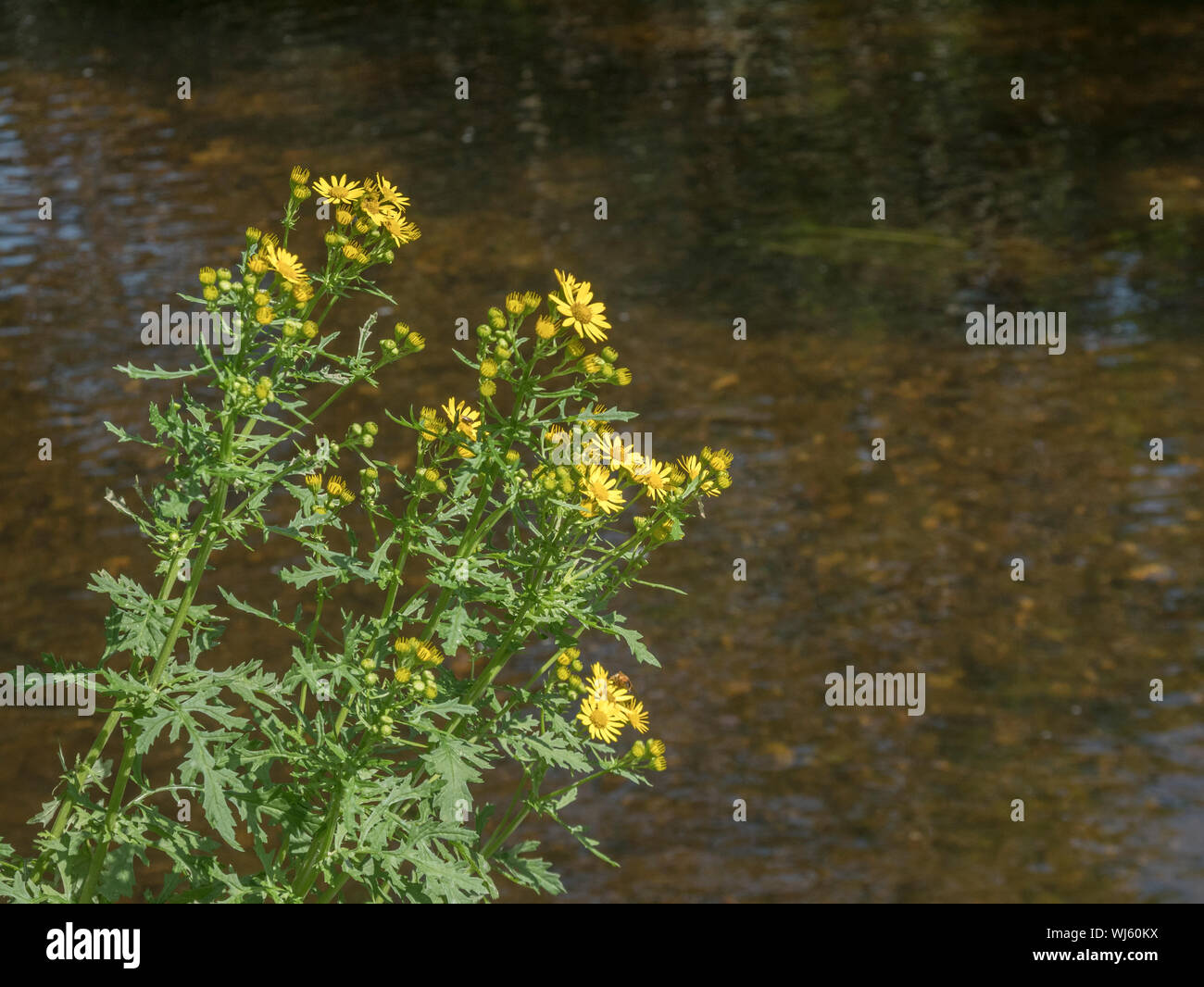 Yellow flowers of Common Ragwort / Jacobaea vulgaris of Asteraceae ...