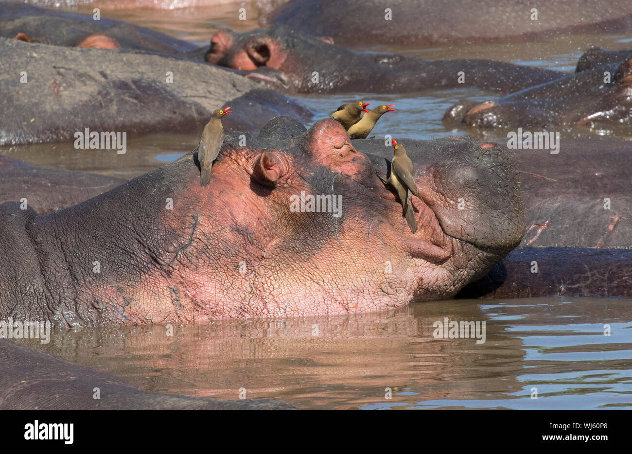 Hippos Birds Stock Photos & Hippos Birds Stock Images - Alamy