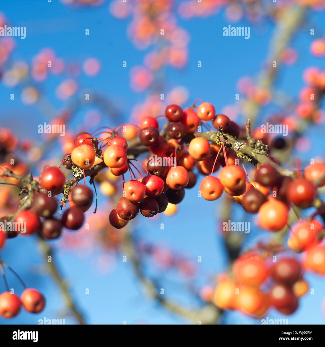 Large group of Rowanberries on a tree Stock Photo - Alamy