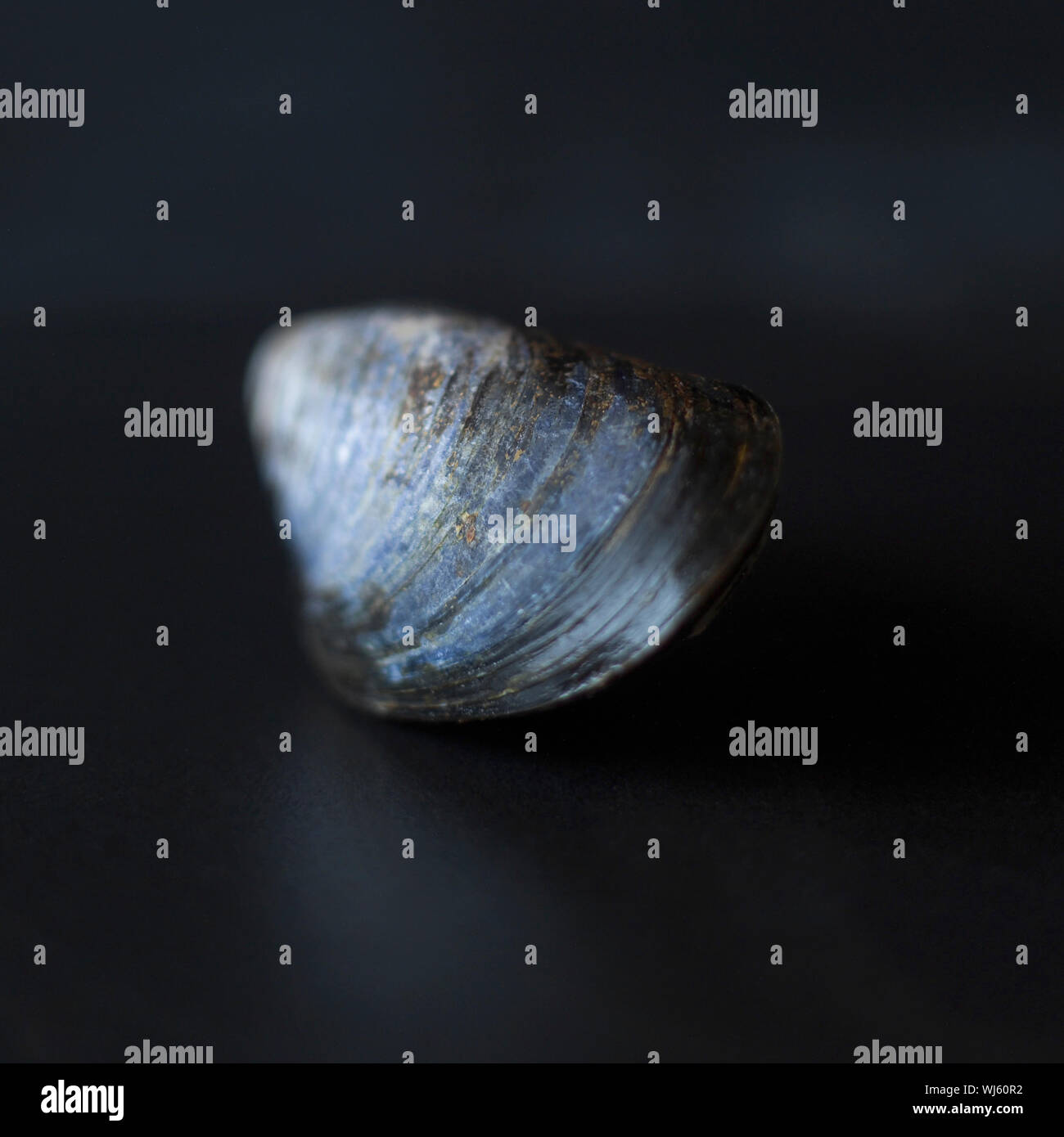 Close up of a mussle Stock Photo - Alamy