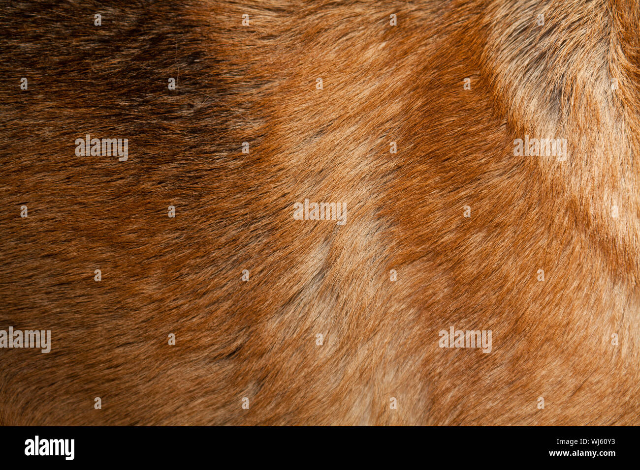 Close up photograph of a natural fur piece Stock Photo - Alamy