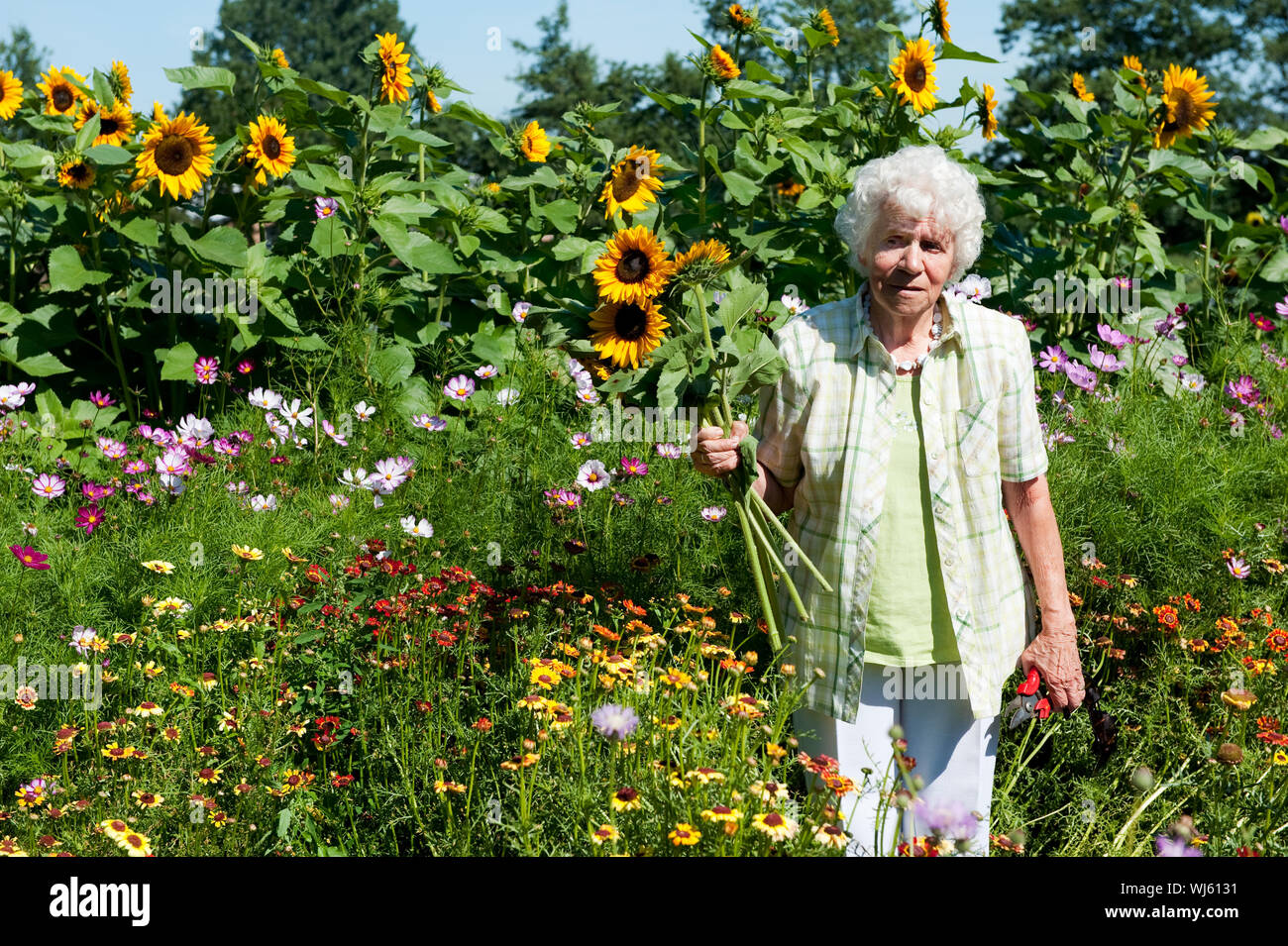 Lady Plucking Flower High Resolution Stock Photography and Images - Alamy