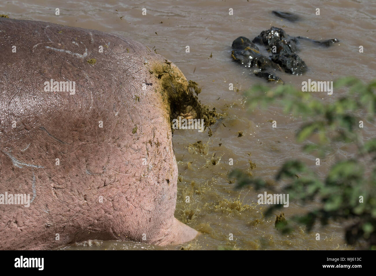 Hippo poo hi-res stock photography and images - Alamy