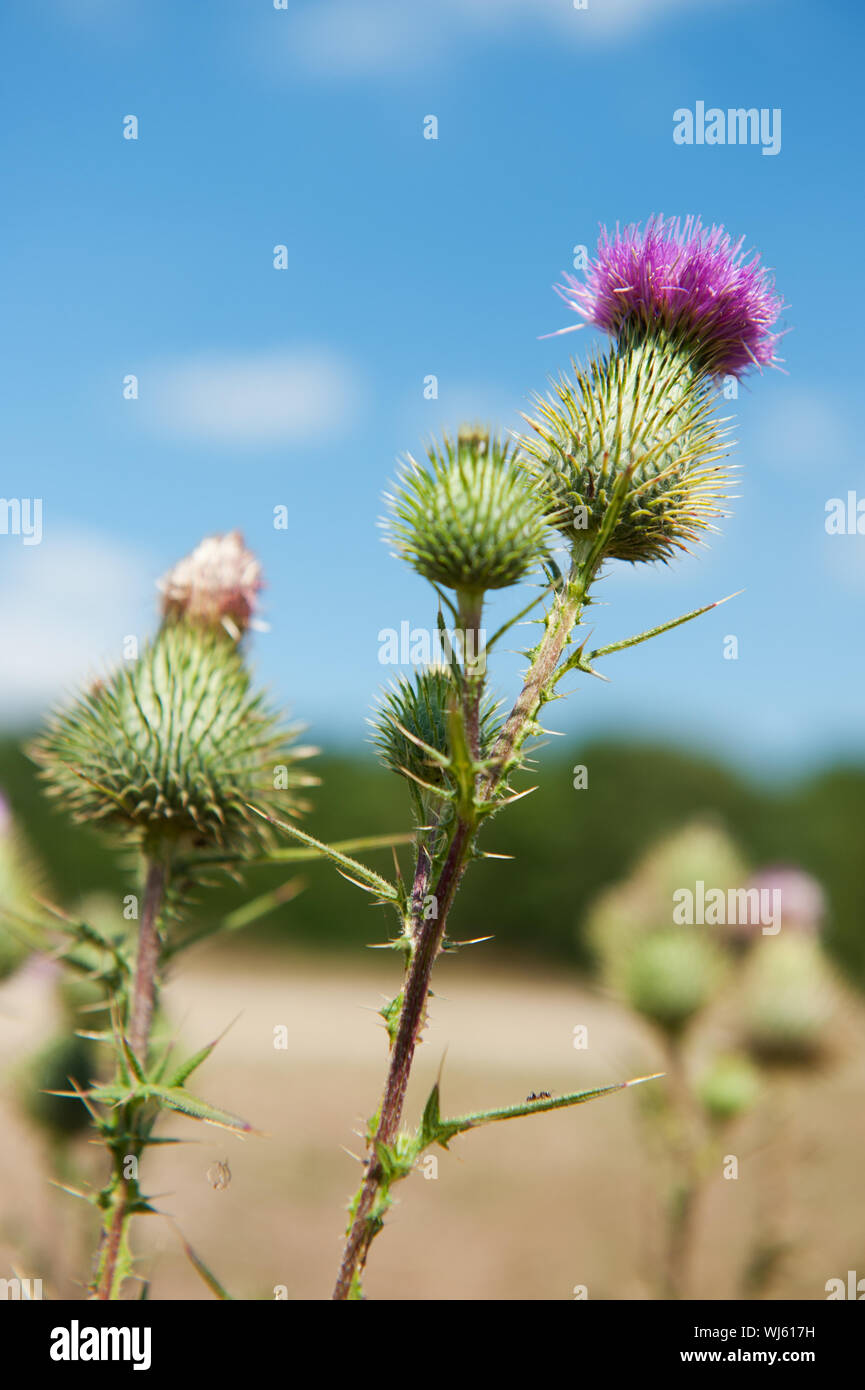 Purple prickly thistle flowers in nature landscape Stock Photo - Alamy