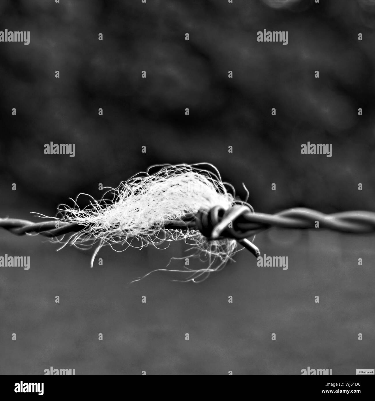 Barbed wire hair Black and White Stock Photos & Images - Alamy
