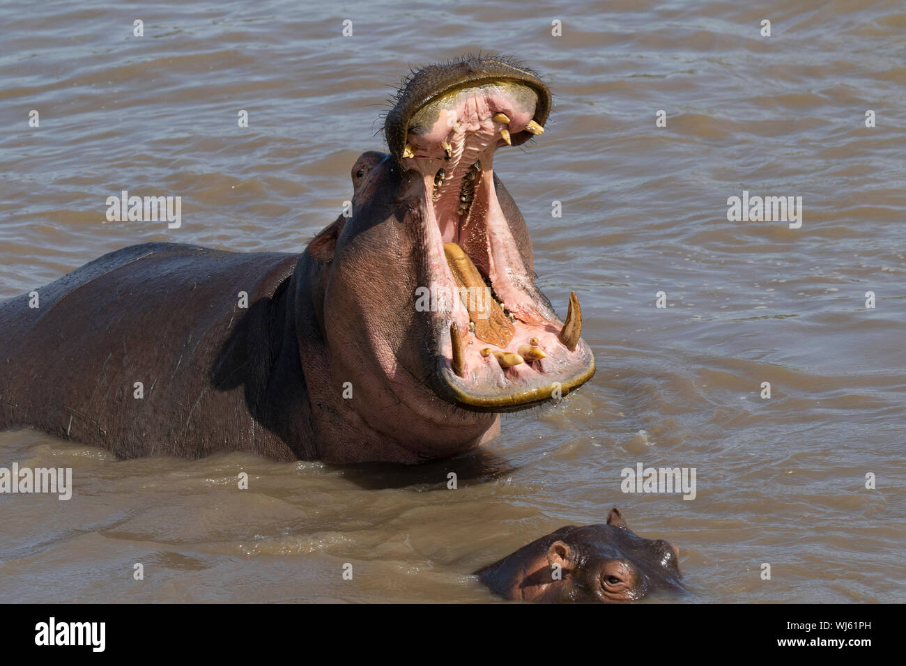 Hippo hi-res stock photography and images - Alamy