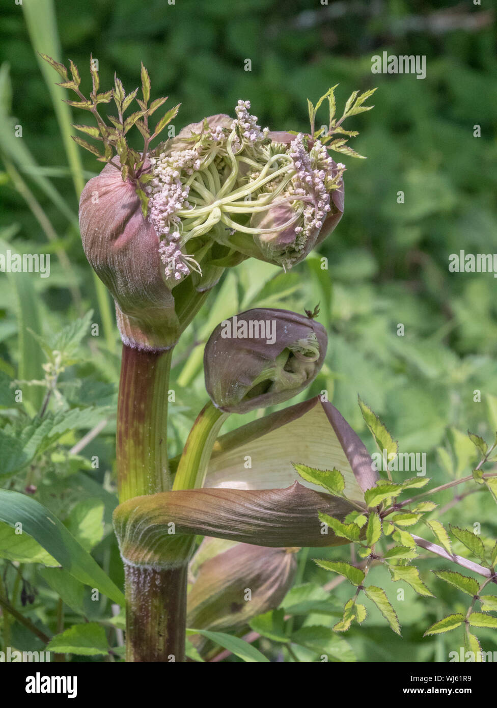 Unfolding flower bud masses of Wild Angelica / Angelica sylvestris ...