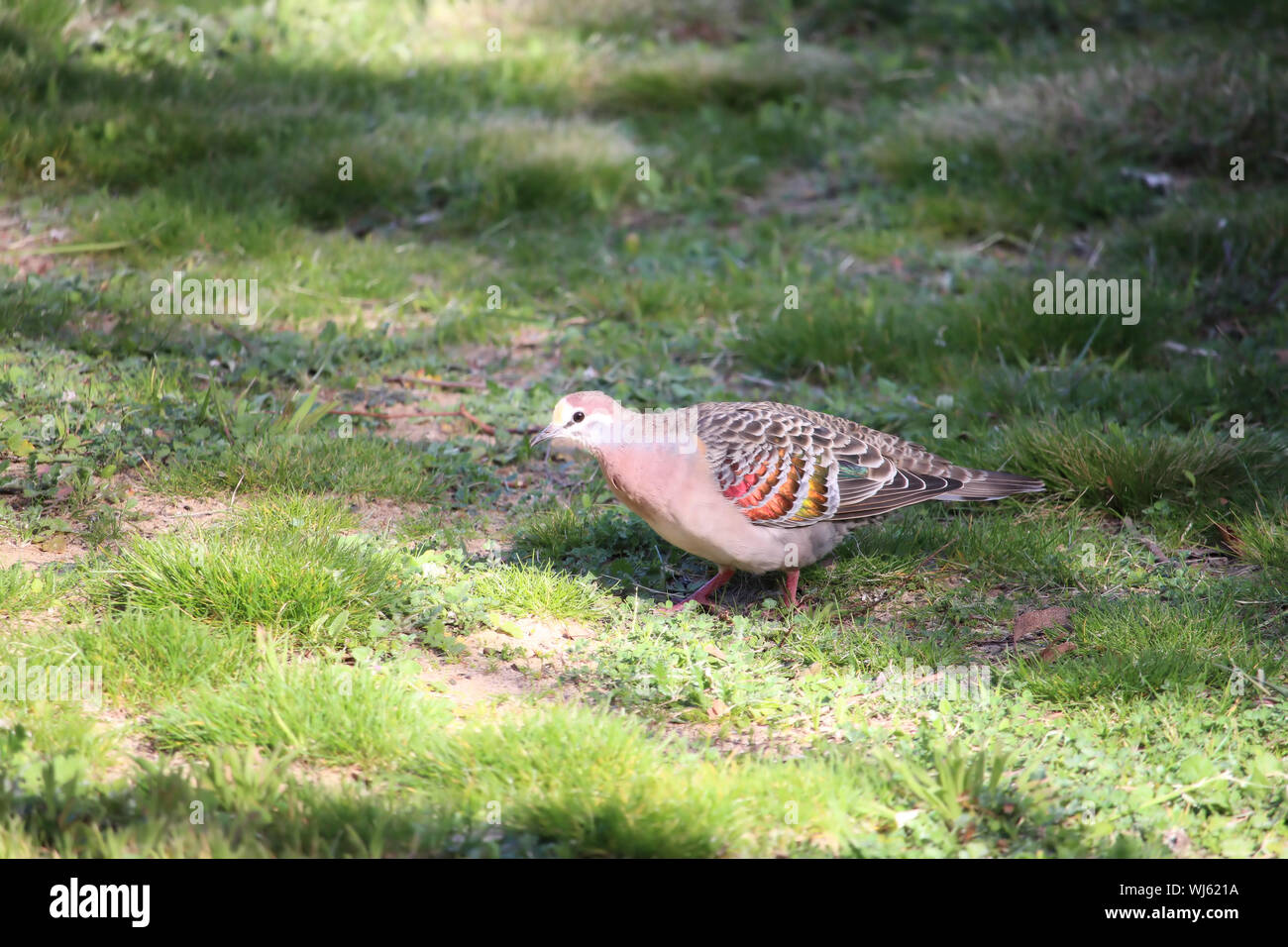 Common Bronzewing Pigeon (Phaps chalcoptera), South Australia Stock ...