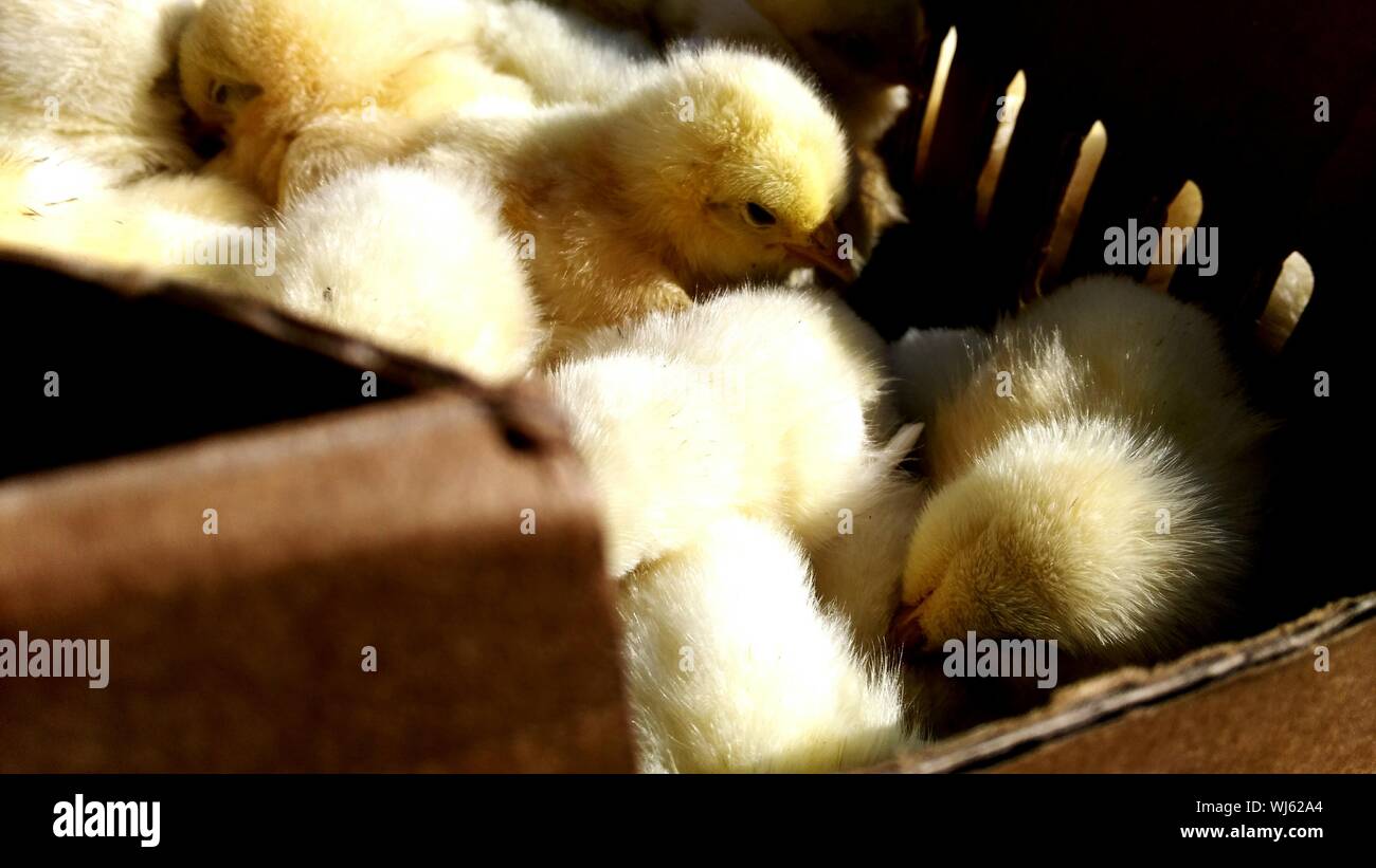 Chicken relaxing hi-res stock photography and images - Alamy