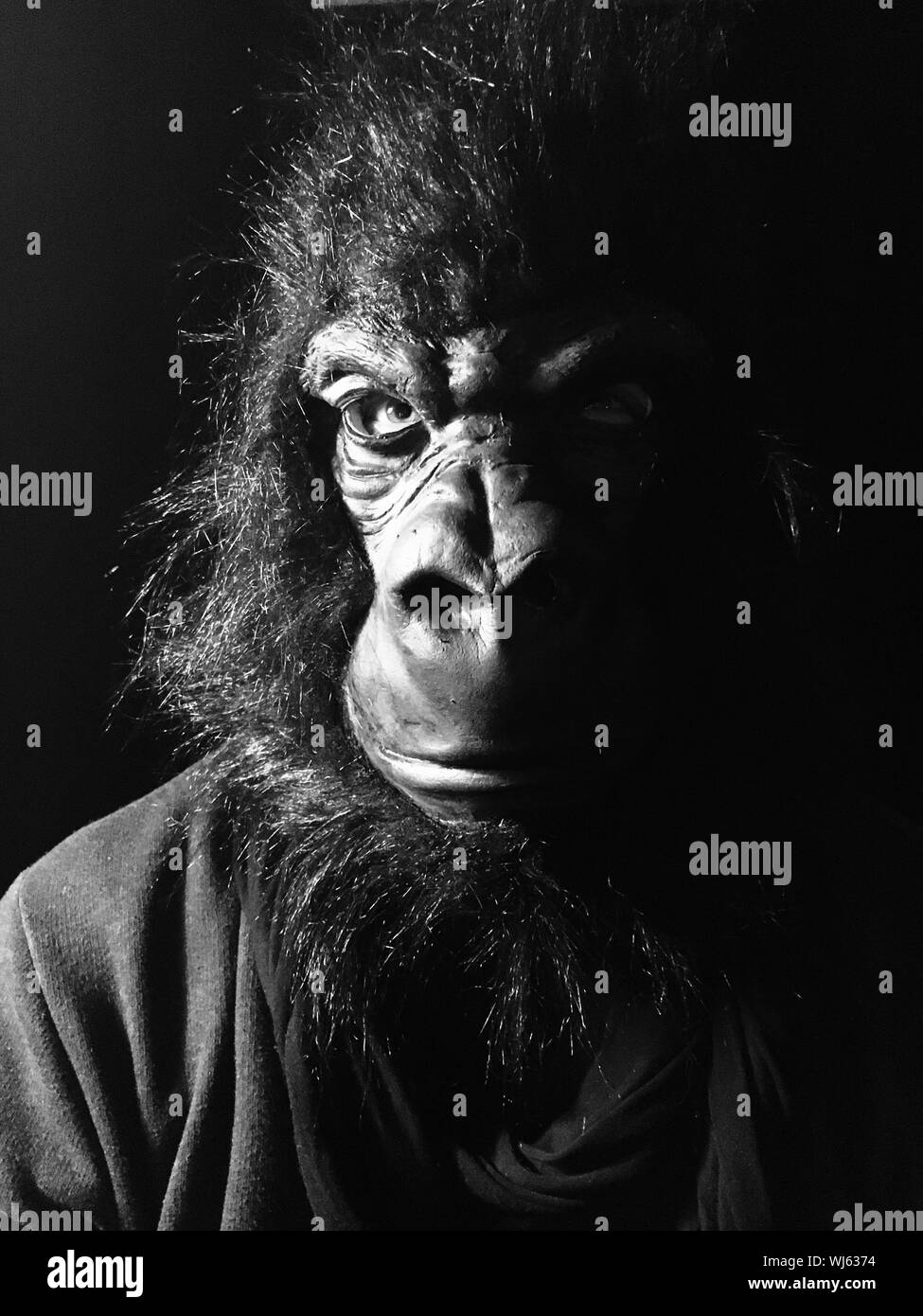 Monkey wearing close hi-res stock photography and images - Alamy