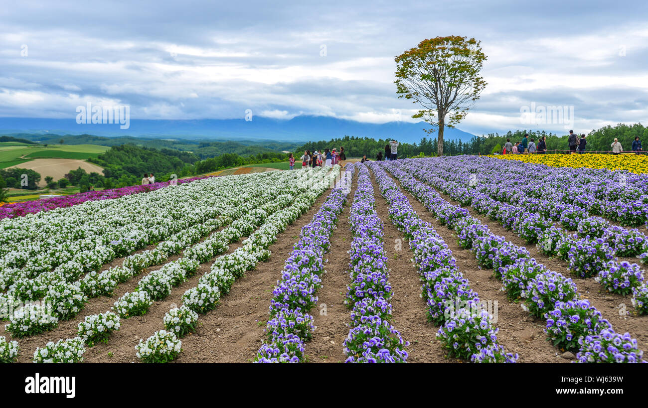 Biei, Japan - Jul 1, 2019. Colorful flower field in Shikisai-no-oka, a ...