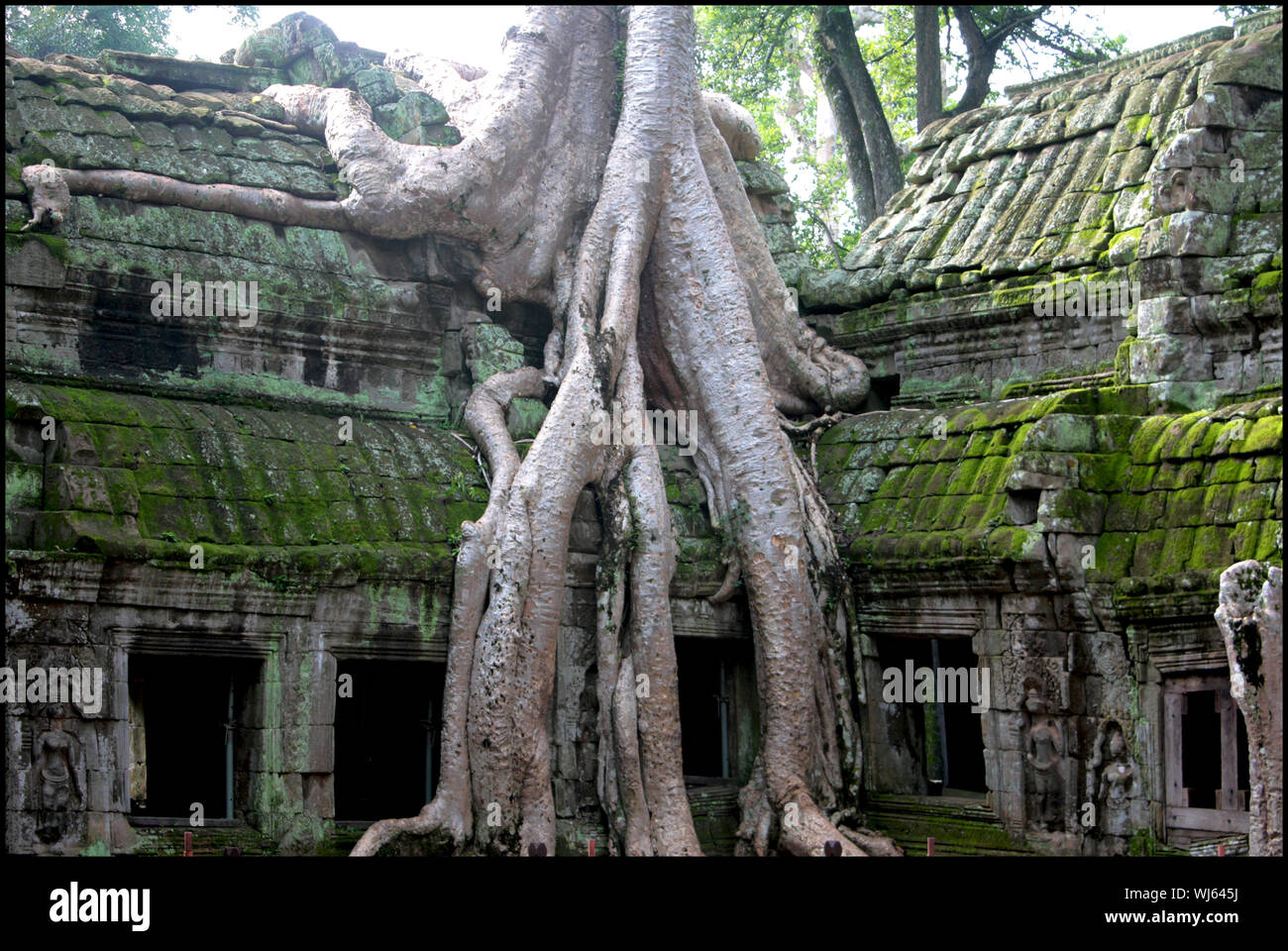 Tree Branch Structures High Resolution Stock Photography and Images - Alamy