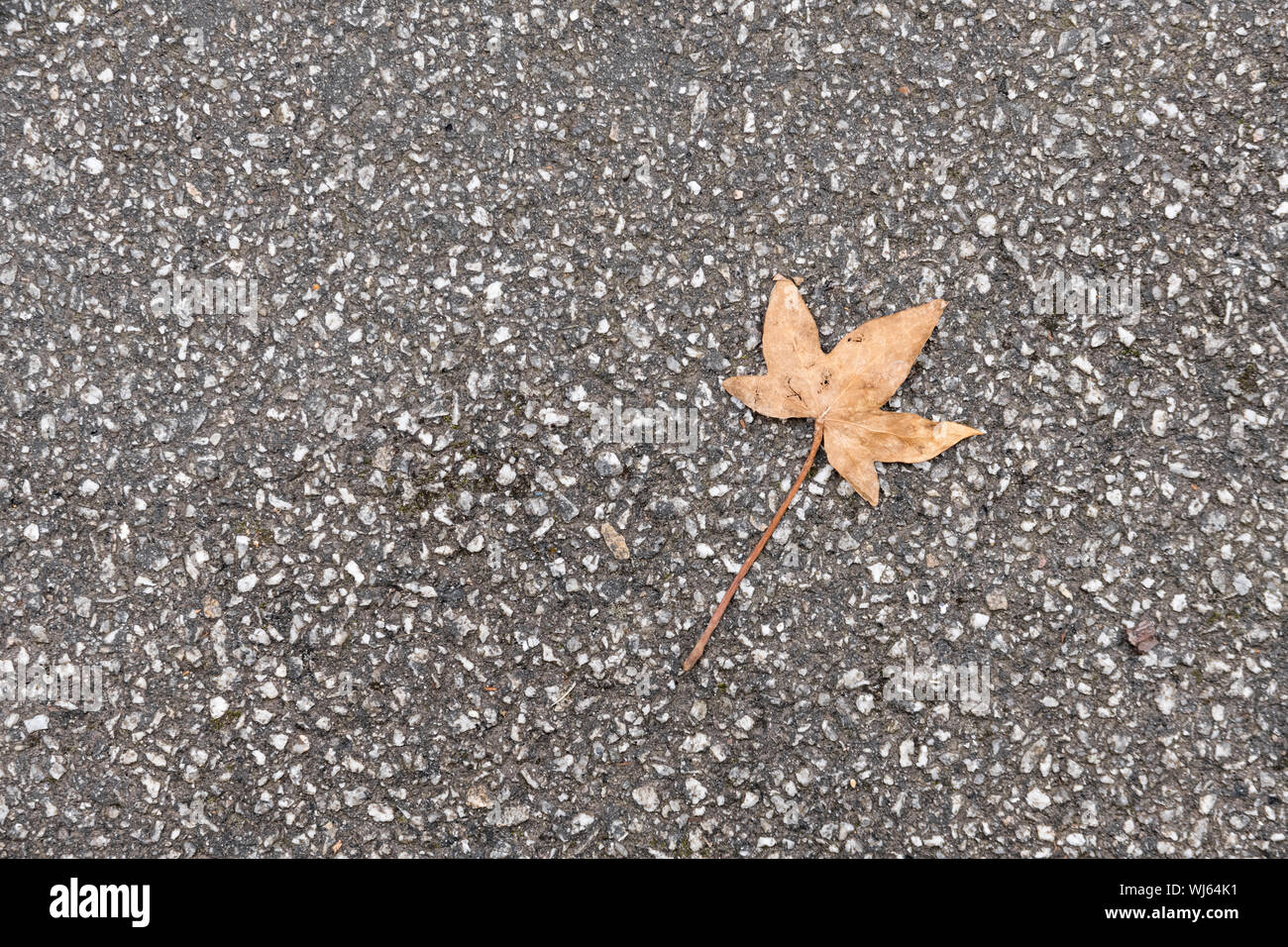 Fallen leaf hi-res stock photography and images - Alamy