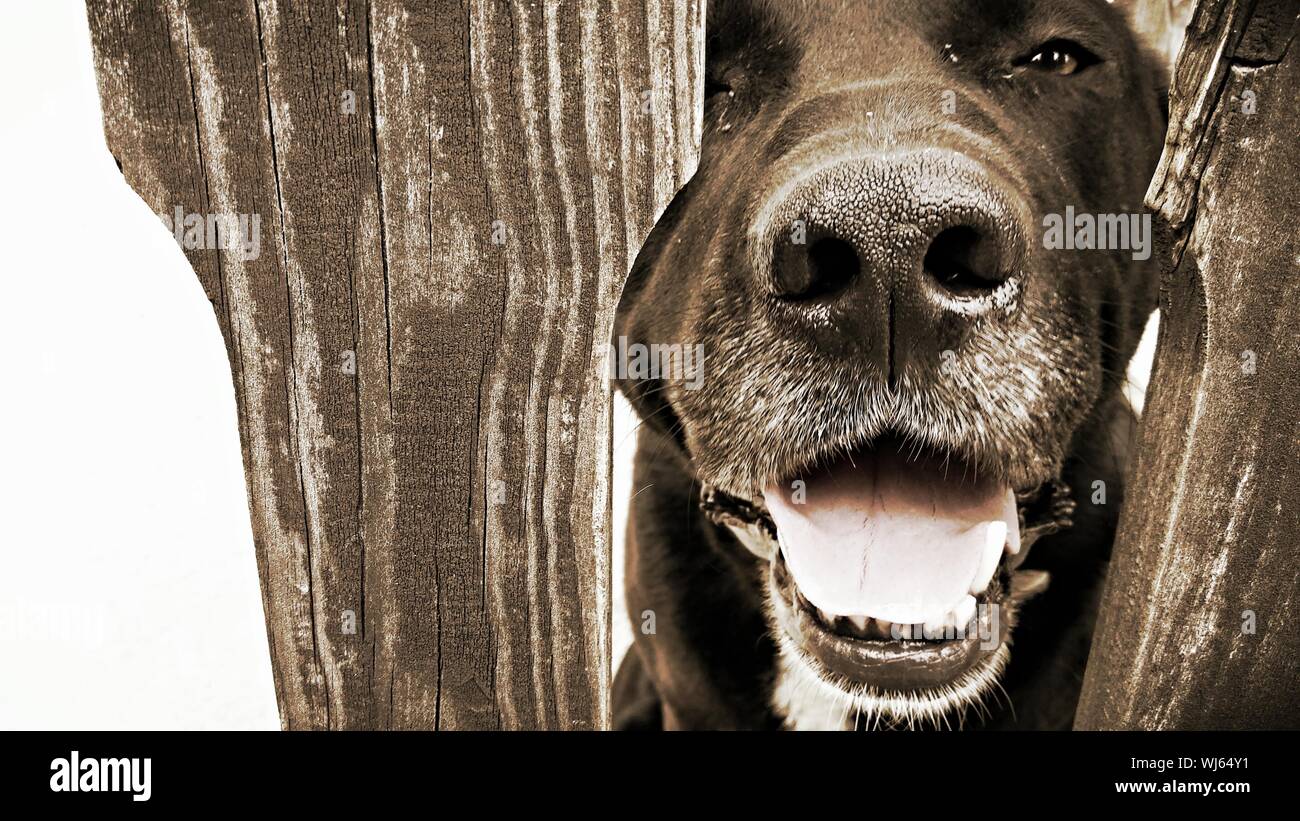 Dog looking through fence hi-res stock photography and images - Alamy