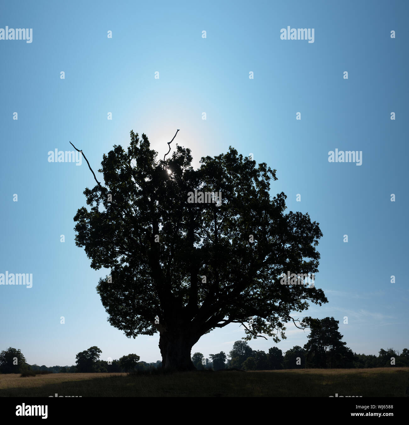 Old large mature Sweet Chestnut tree, Castanea sativa, with interesting ...