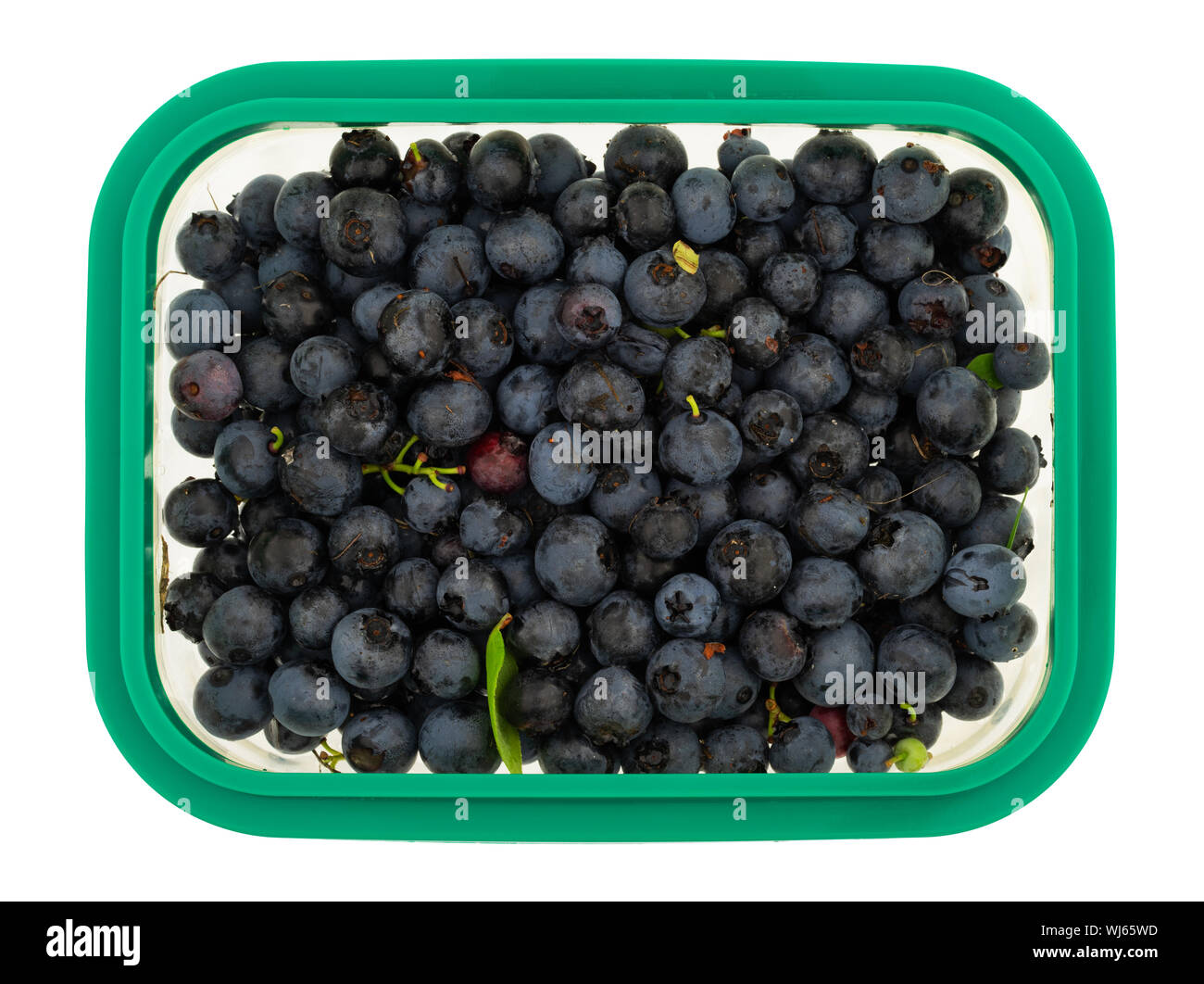 Top view of a plastic container of freshly picked wild blueberries ...