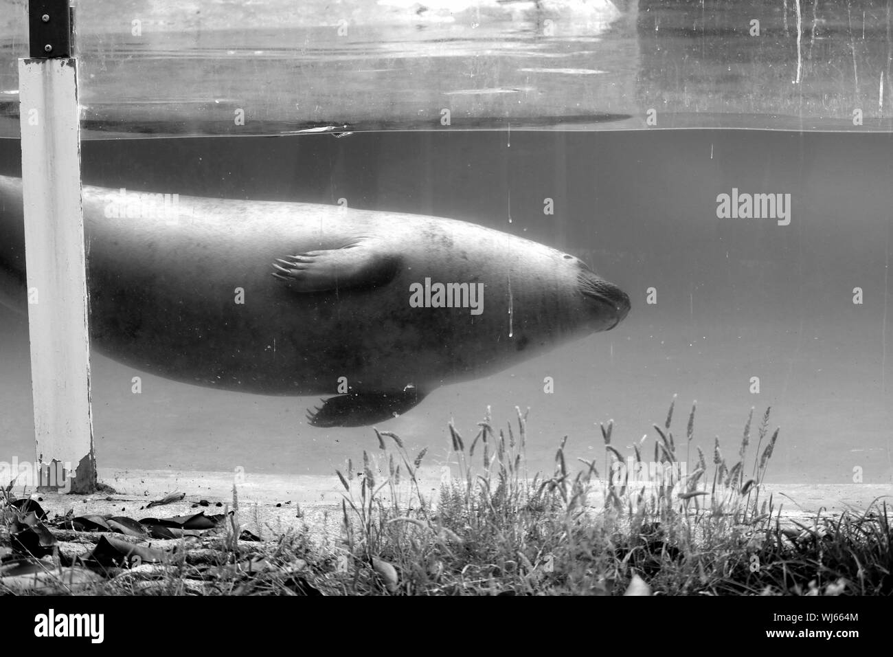 Underwater scenics Black and White Stock Photos & Images - Alamy