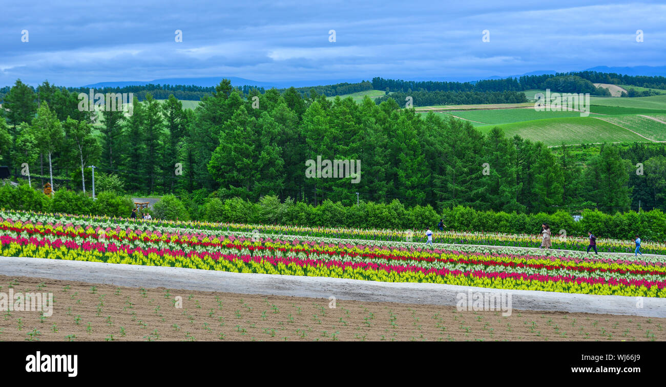 Biei, Japan - Jul 1, 2019. Colorful flower field in Shikisai-no-oka, a ...