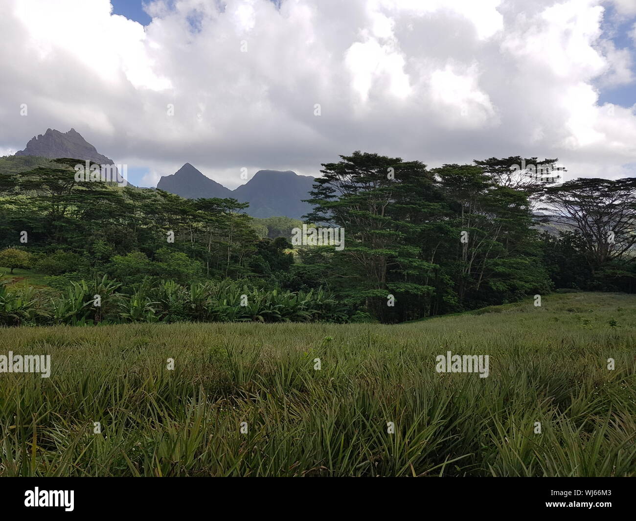 Tahiti agriculture hi-res stock photography and images - Alamy