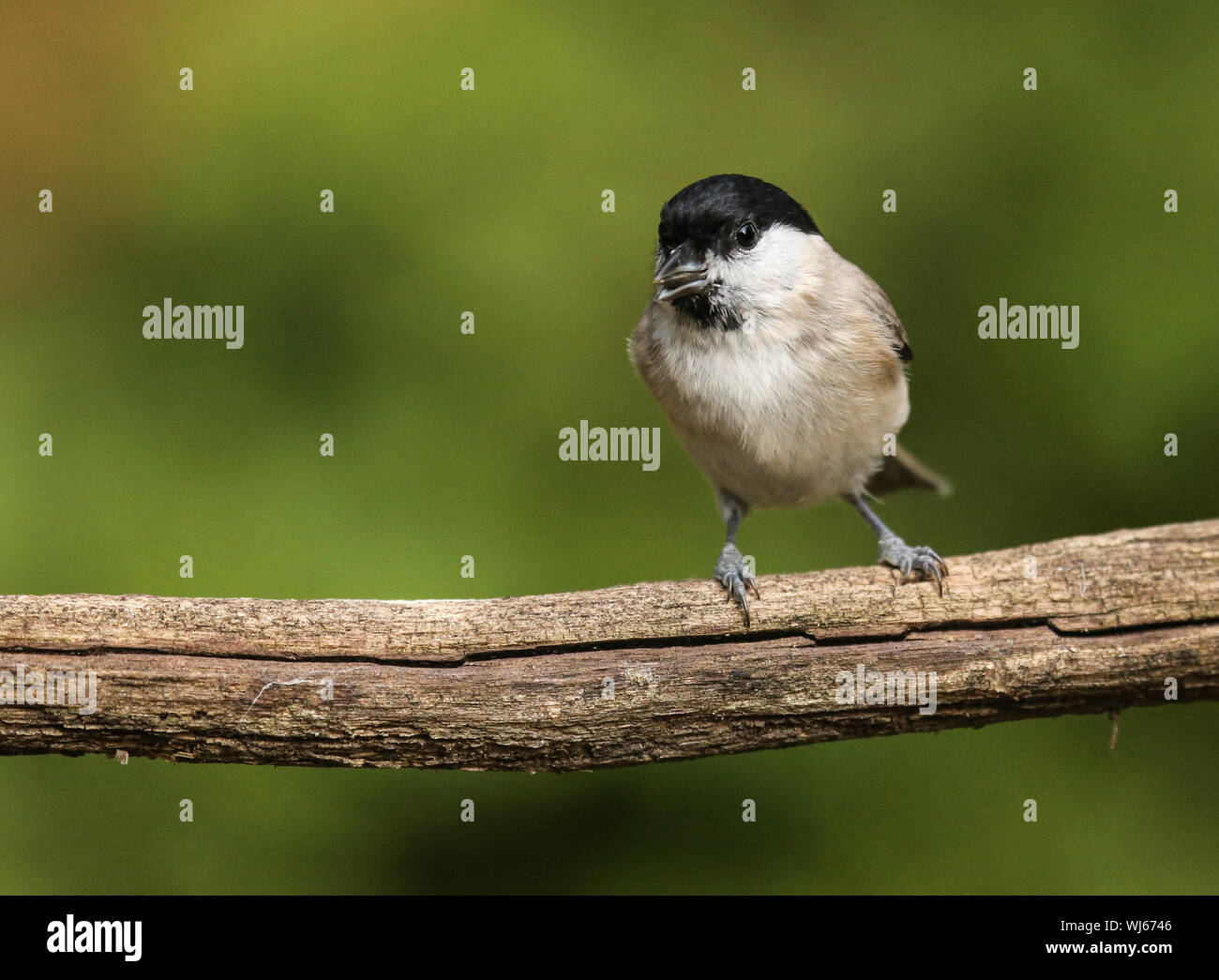 Chickadee up close hi-res stock photography and images - Alamy