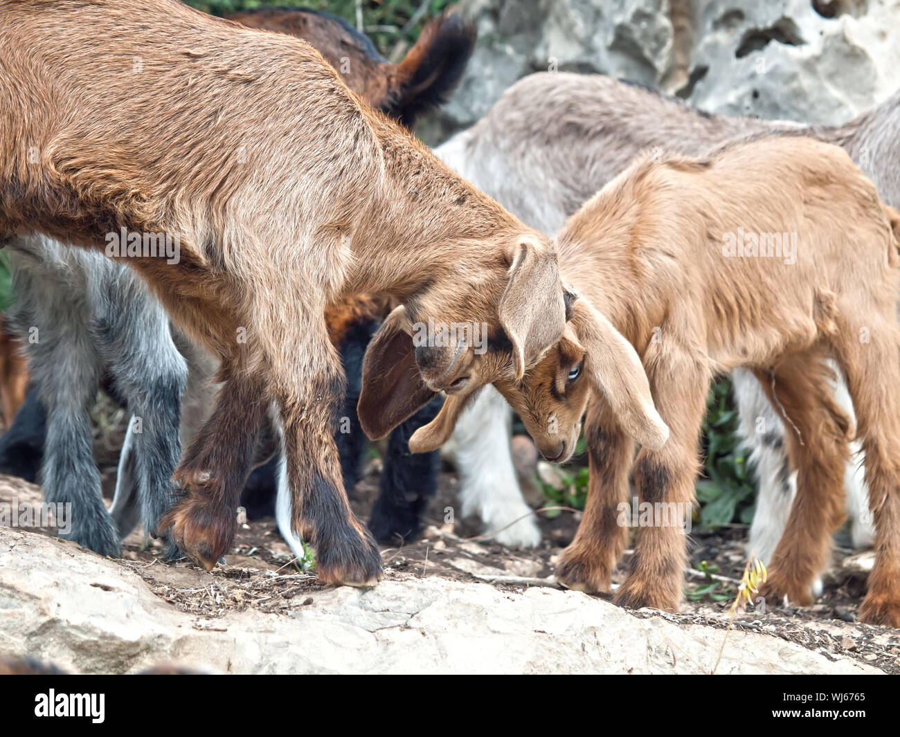 Goat goats fighting hi-res stock photography and images - Alamy