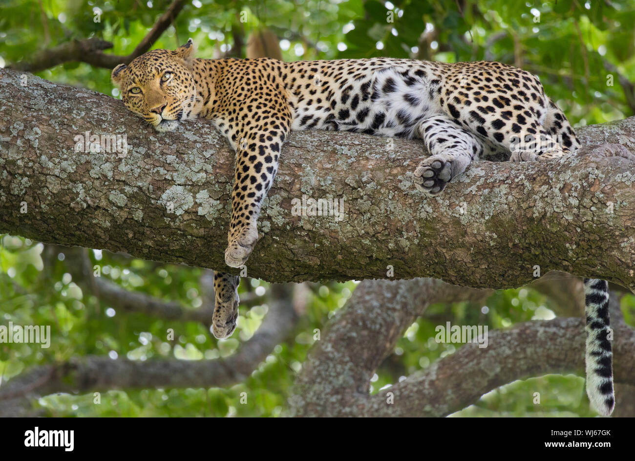 African leopards hi-res stock photography and images - Alamy
