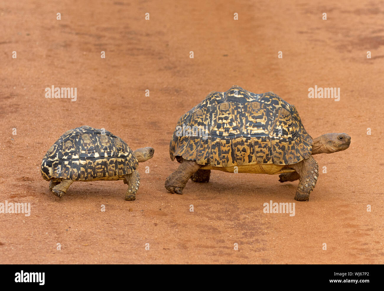 Adult Leopard Tortoise