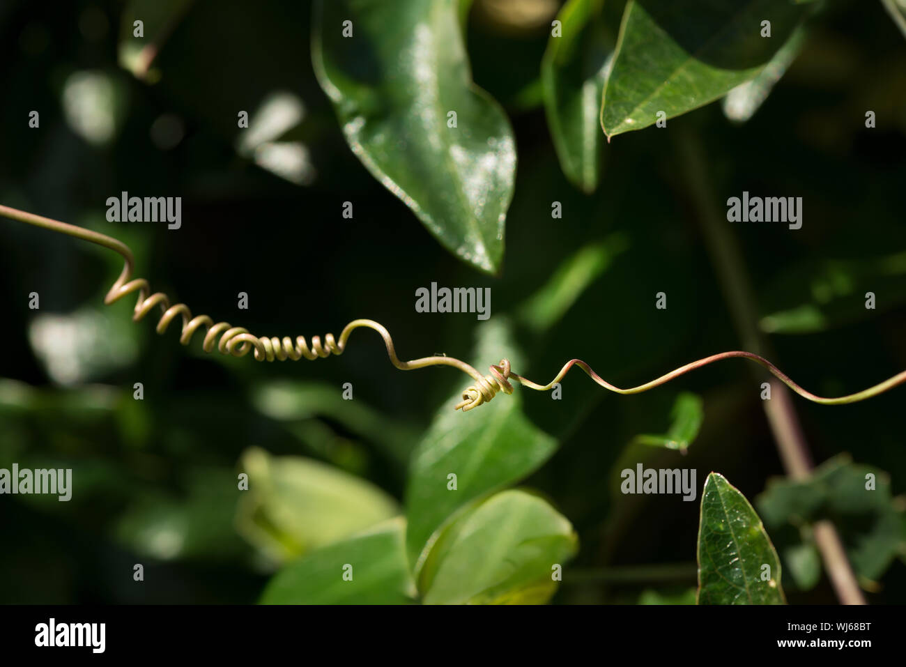 Two Passion flower tendrils locked together almost like holding hands ...
