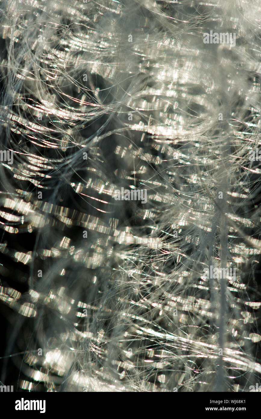 Frayed nylon rope separated out into its small minute fibres fibrils ...